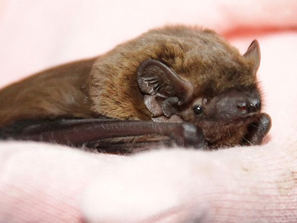 Leisler's bat - Kent Bat Group