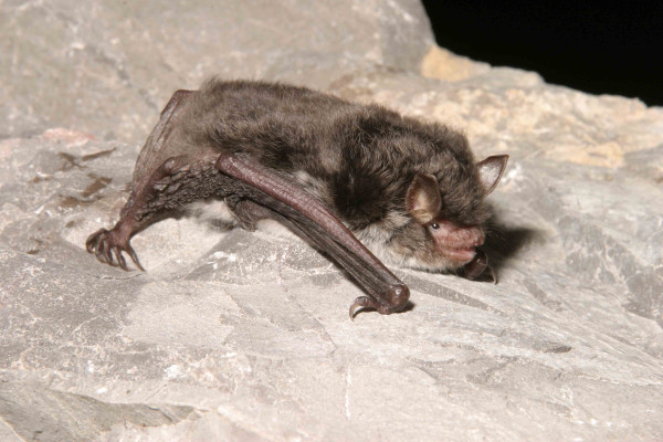 Bat Species - Kent Bat Group