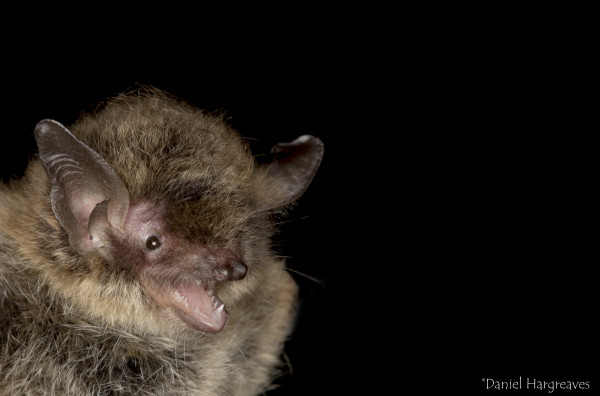 Brandt's bat - Kent Bat Group