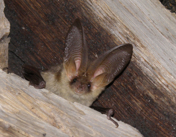 Brown long-eared bat - Kent Bat Group