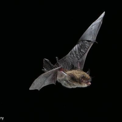About Kent Bat Group - Kent Bat Group
