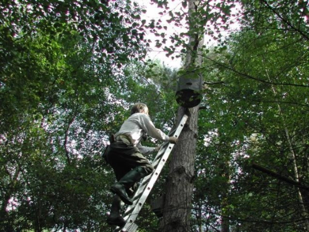 bat box check - Kent Bat Group