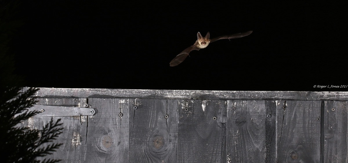 Home - Kent Bat Group