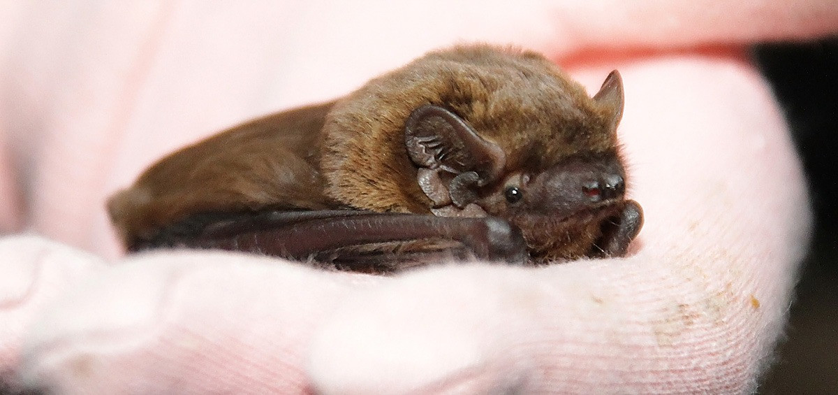 Bat Species - Kent Bat Group