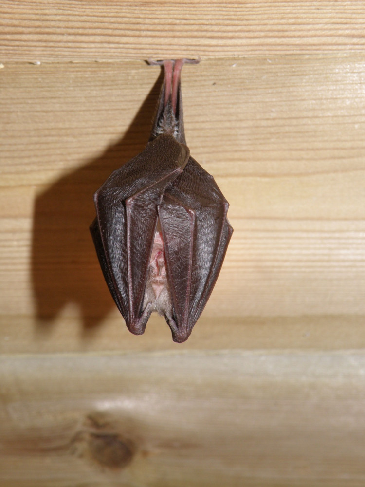 Home - Kent Bat Group