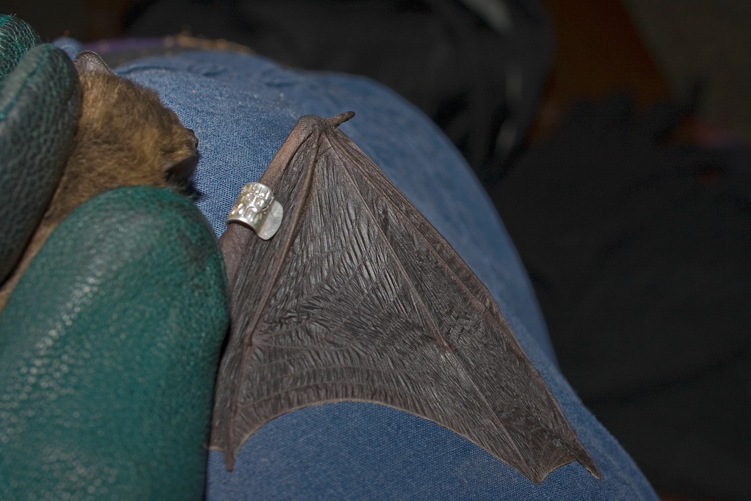 Bat Species - Kent Bat Group