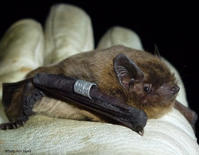 Nathusius’ pipistrelle - Kent Bat Group