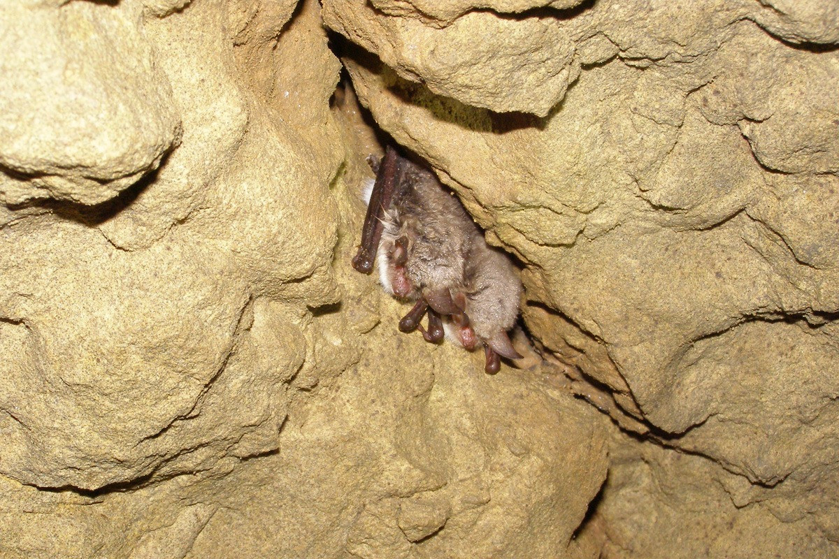Bat Species - Kent Bat Group