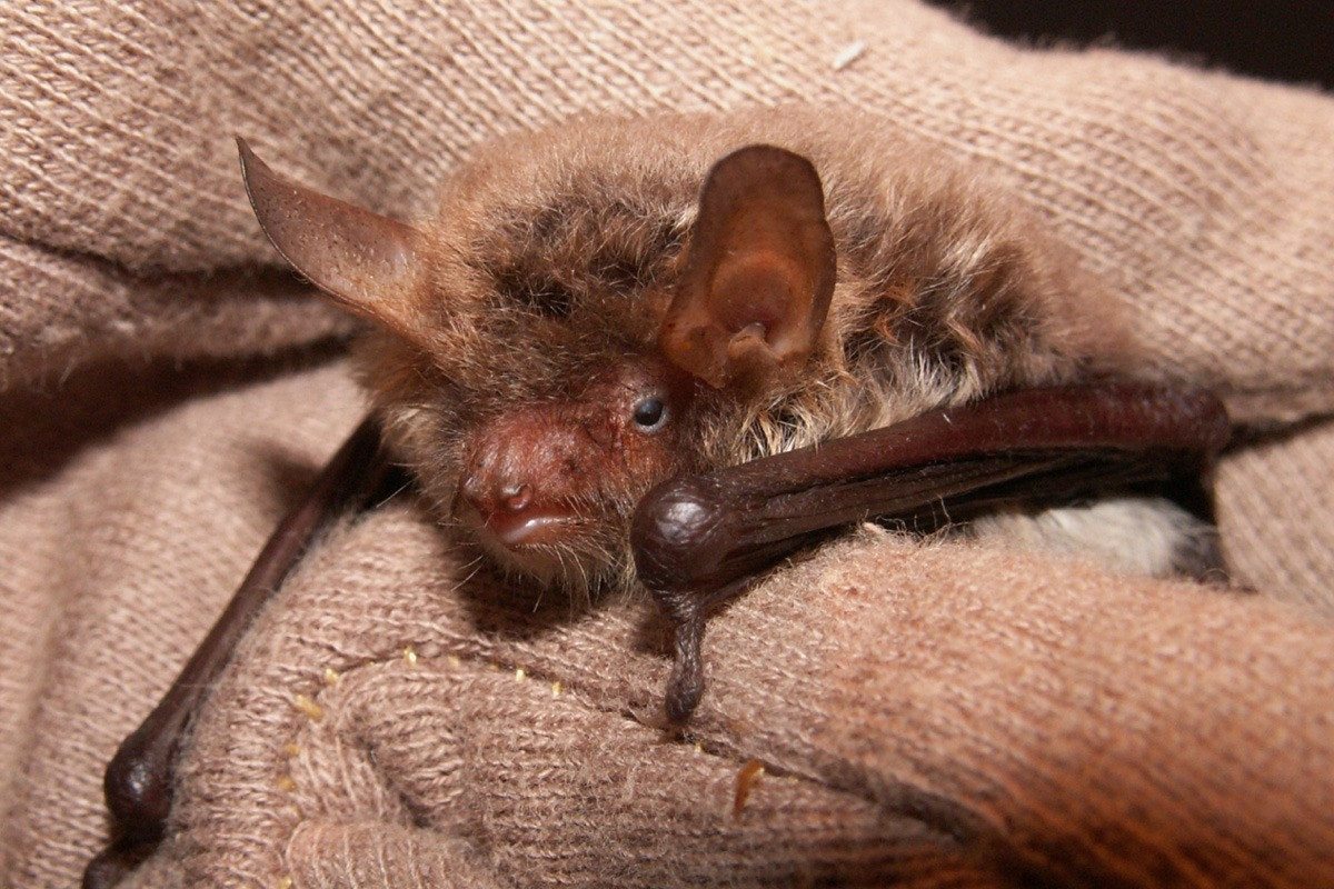 Brown long-eared bat - Kent Bat Group