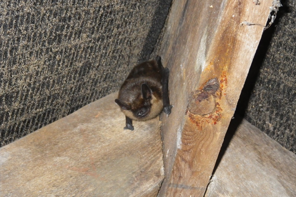 Bat Species - Kent Bat Group