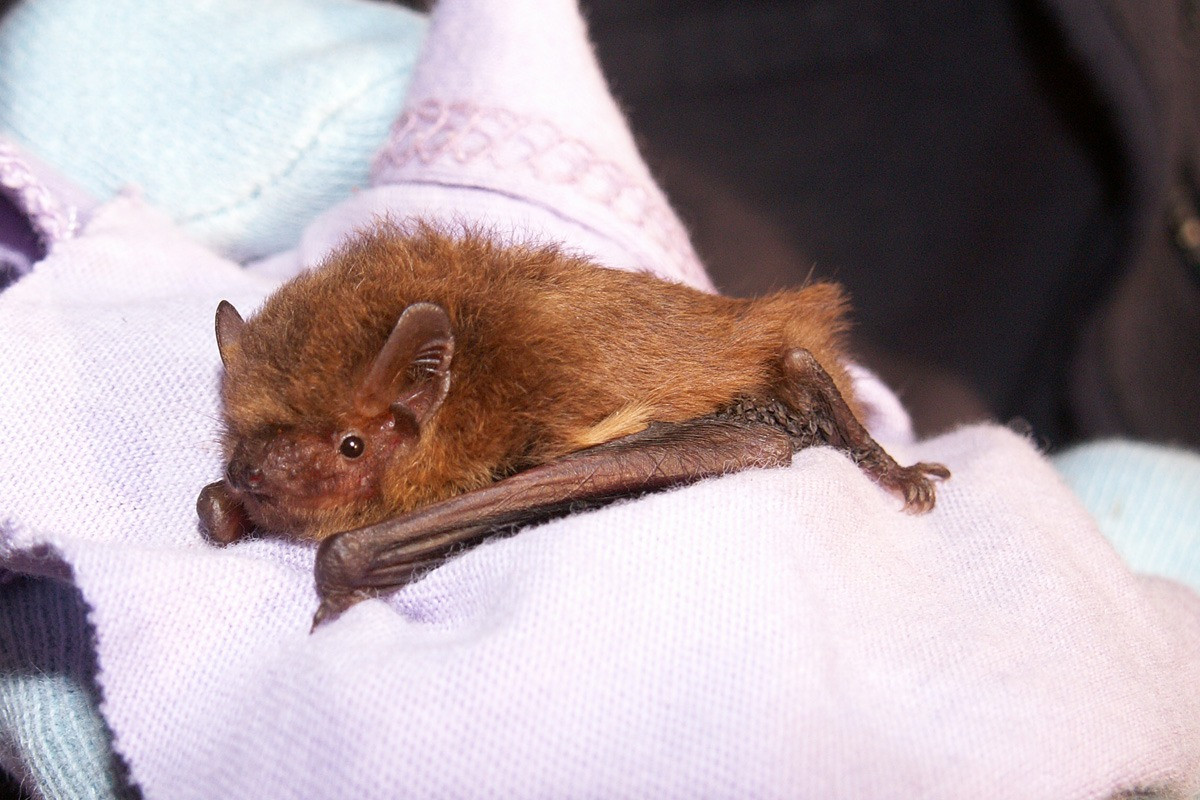 Home - Kent Bat Group