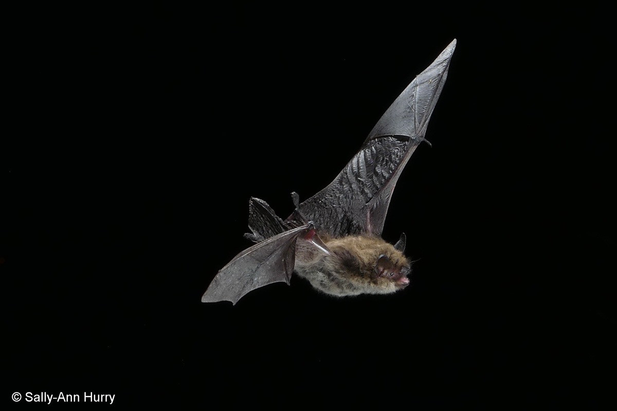 Home - Kent Bat Group